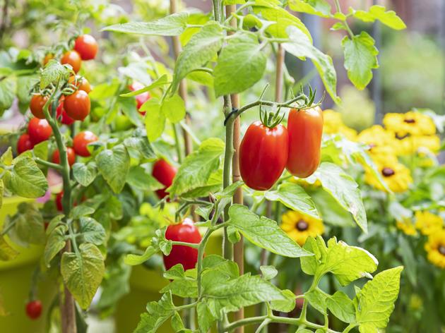 Der häufigste Gießfehler im Tomatenbeet – und wie Sie ihn vermeiden