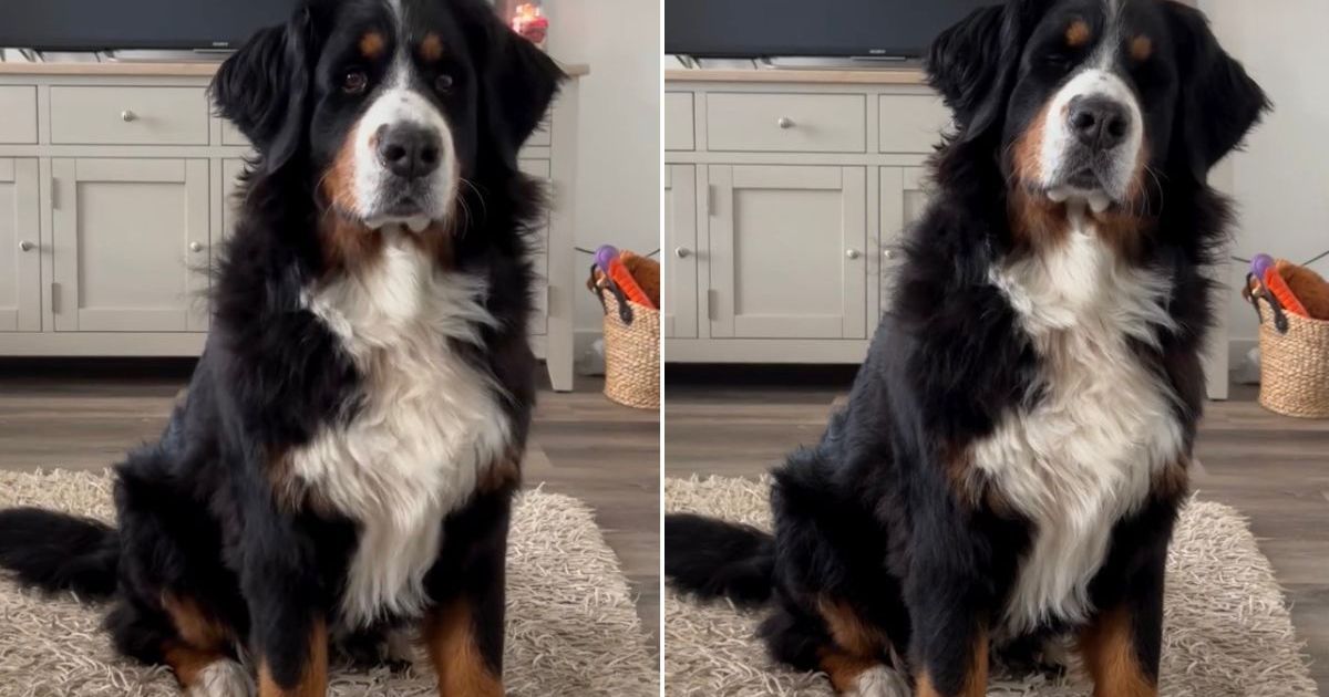 Dog makes little stomps to respond to owner's questions
