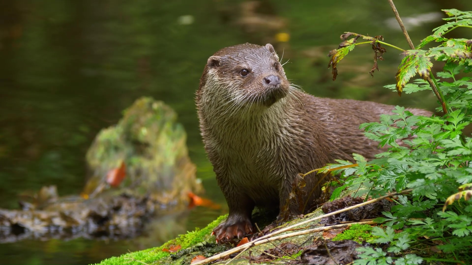 Una nutria vigilante observa su entorno