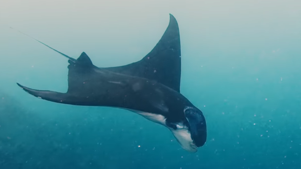 Watch this car-sized fish fly underwater – it looks unreal