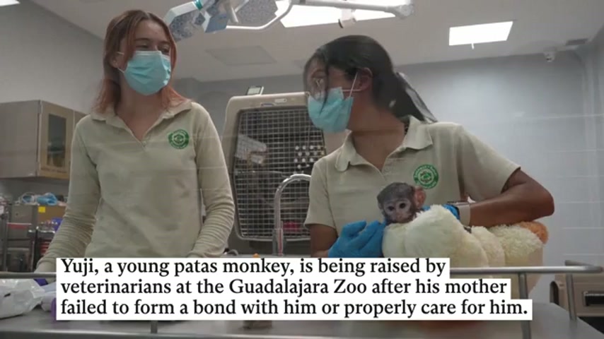 Meet the latest baby monkey finding comfort in a plush companion