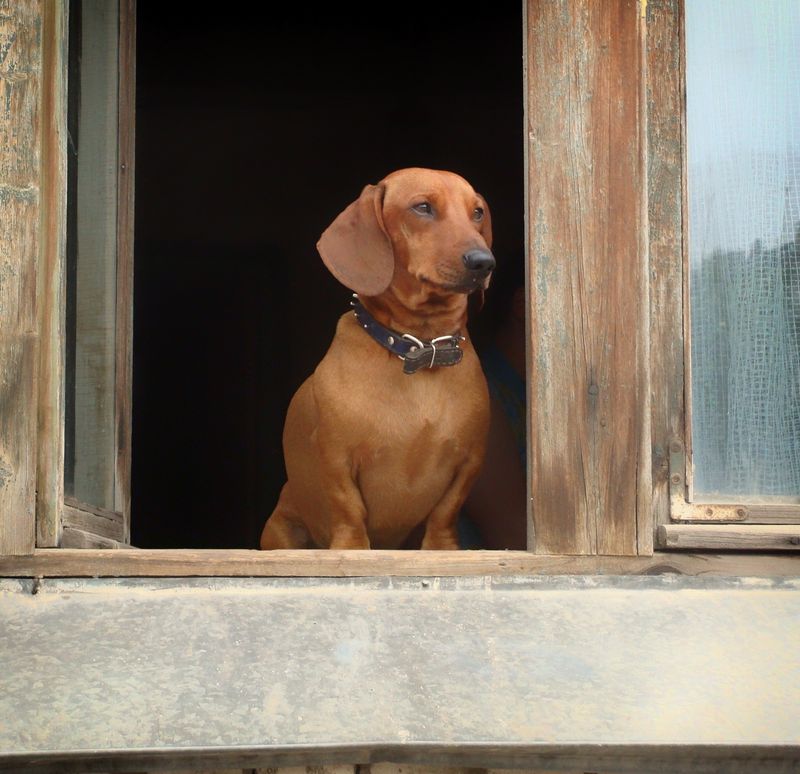 If your dog sleeps glued to you, it might be one of these 13 breeds