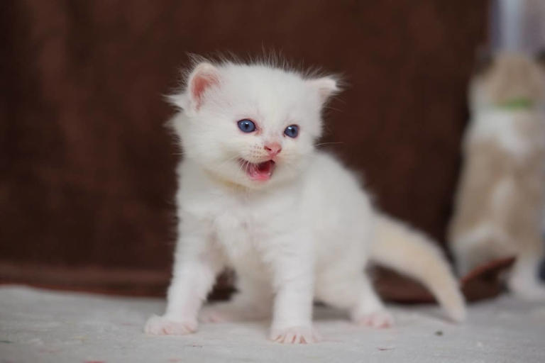 It’s kitten season: Here’s what to do if you find kittens alone outside