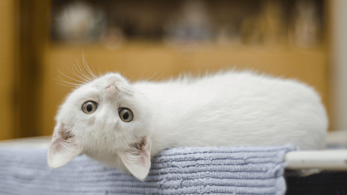 6 magic words cats need to hear every day to behave