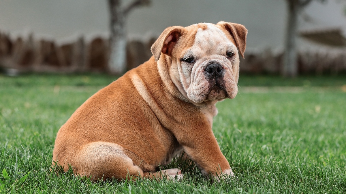 7 dog breeds people cant stop adopting right now