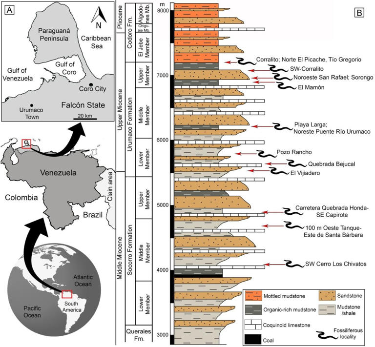 Scientists discovered a fossil showing that anacondas kept a massive ...