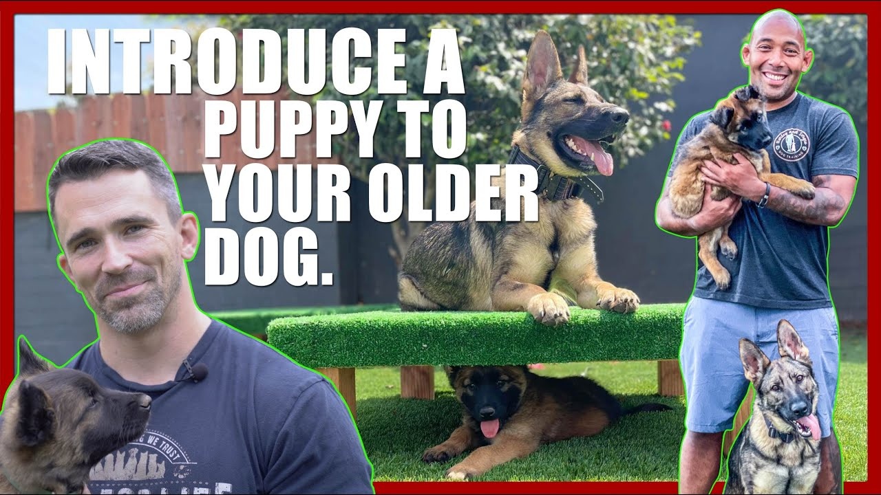 How to introduce a puppy to your older dog