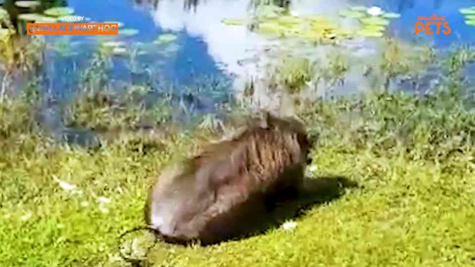 Warthog makes friends with other animals