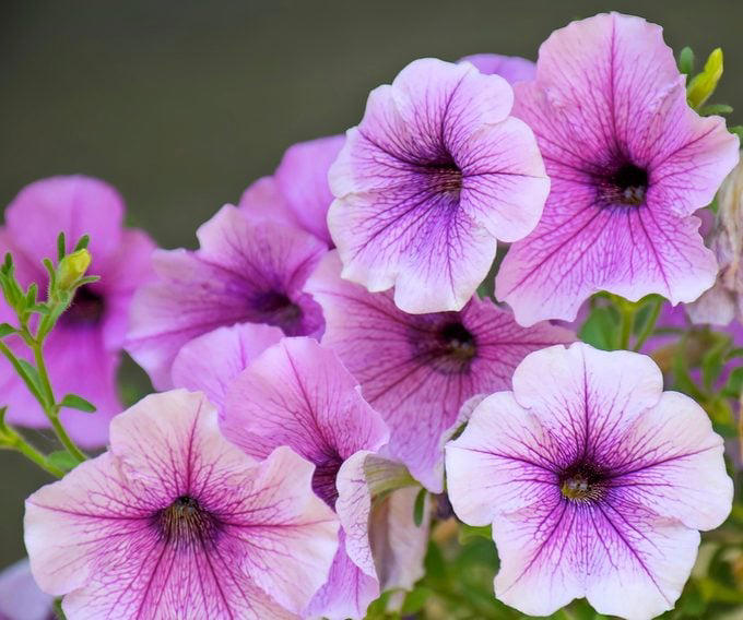The ultimate petunia flower growing guide