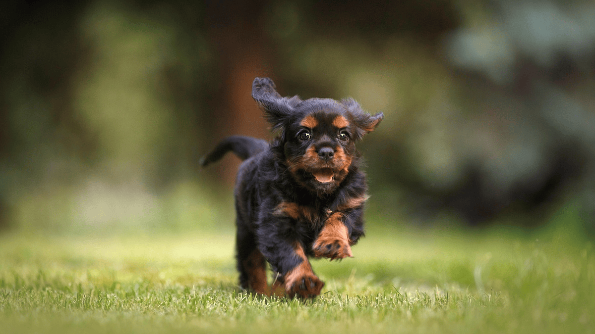 12 things dogs never forget about their favorite human