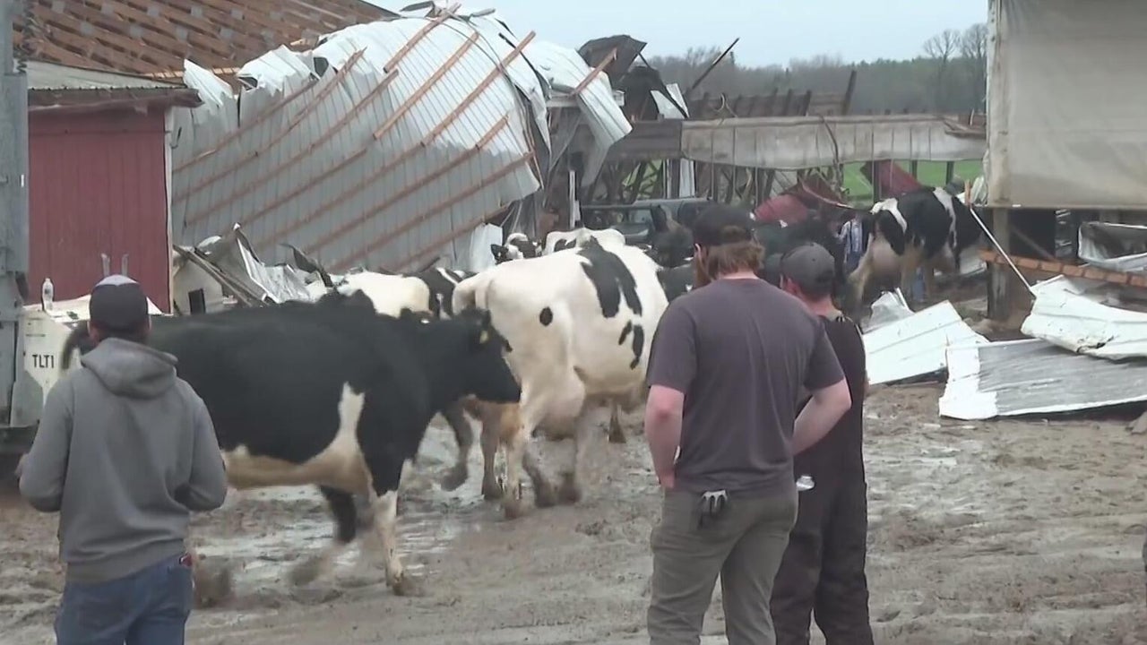 Tornado hits Michigan dairy farm, some cows on the loose