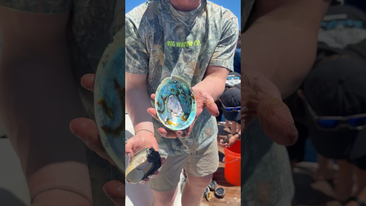 I tried shucking abalone for the first time! 🦪
