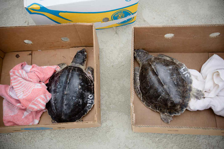 Georgia just made history with the state's largest-ever release of ...