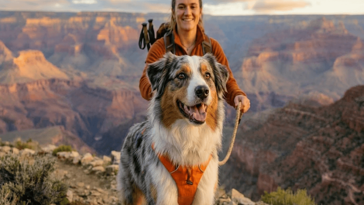 7 dog breeds that will never leave your side on an adventure