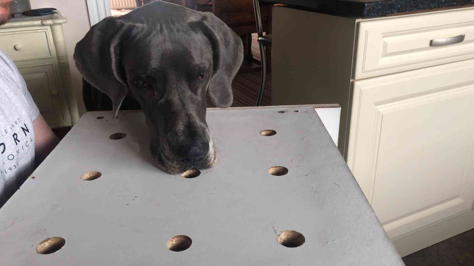 Great Dane plays a hilarious game of whack-a-mole