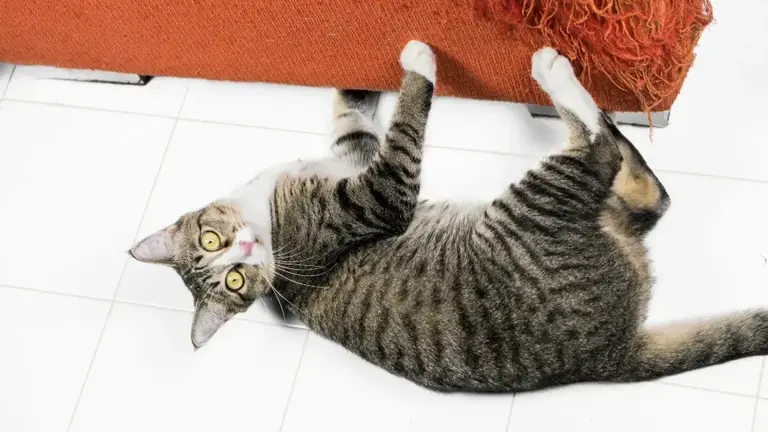Cómo evitar que los gatos arañen sillones, muebles y cortinas