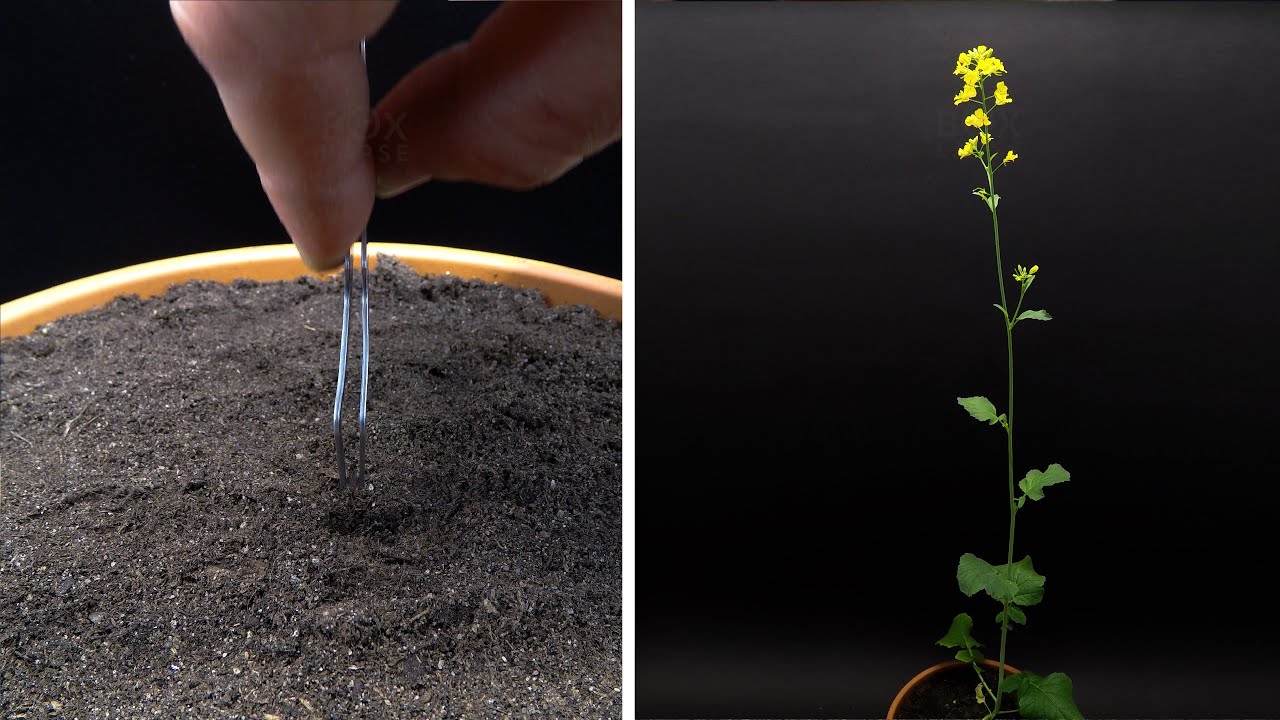 Mustard growth over 37 days