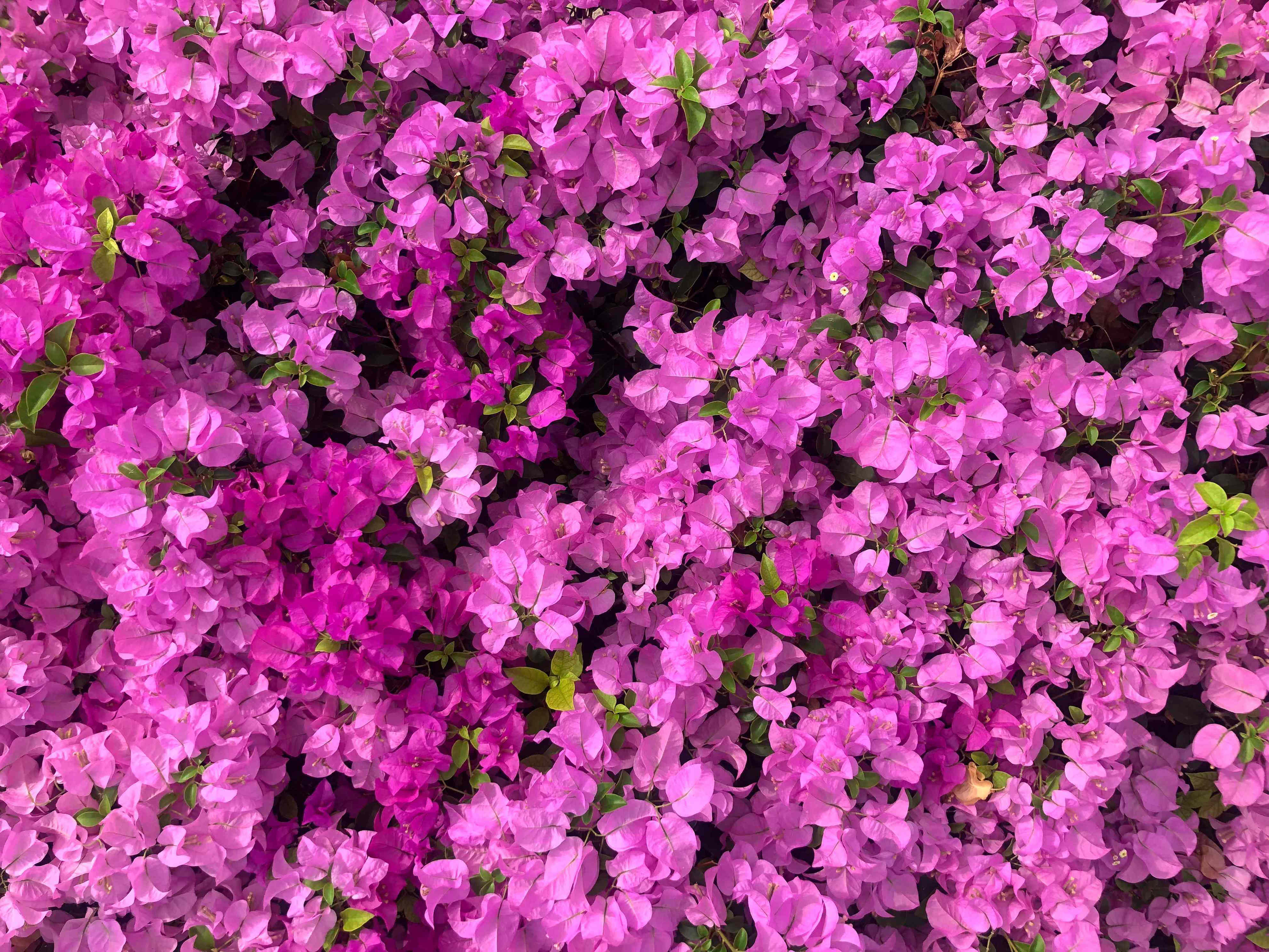 6 fast-growing climbing plants that are surprisingly easy to grow—even ...
