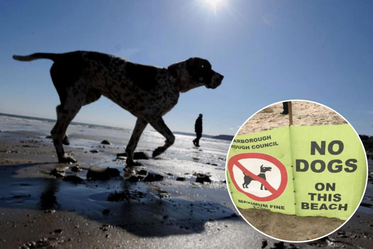 Yorkshire coast dog ban 2026: Dates, locations and fines explained