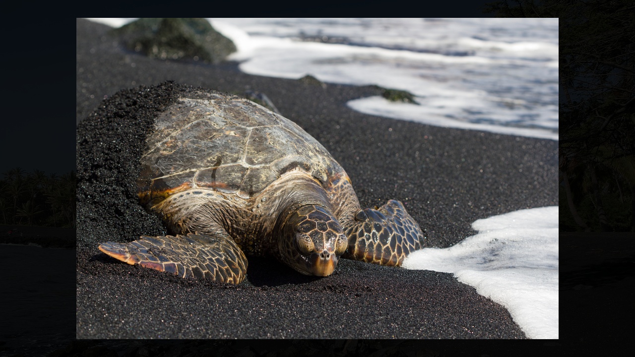On Hawaii’s south coast, a jet-black beach comes with sea turtles and ...