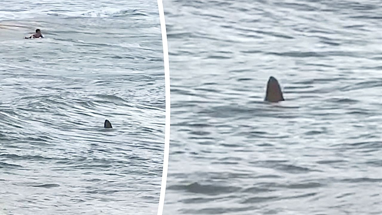 Huge shark spotted swimming dangerously close to children at Brazilian ...