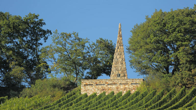 Ausflug zum Blütenmeer am "Tor zum Rheingau"
