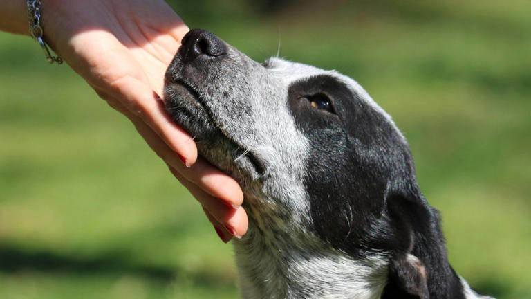 Study links RESF1 variant to Addison’s in dogs, aiding human research