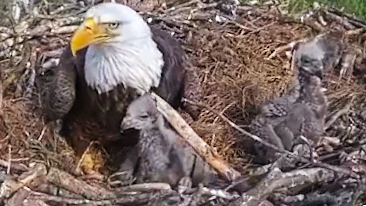 Adorable eaglets thrive under watchful bald eagle parent in West ...