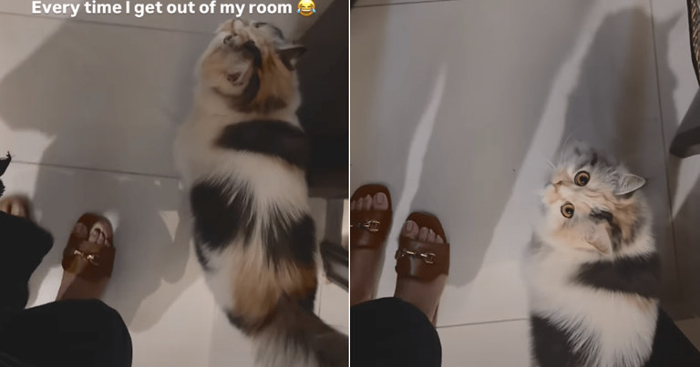 Cat follows owner's every step in most adorable way