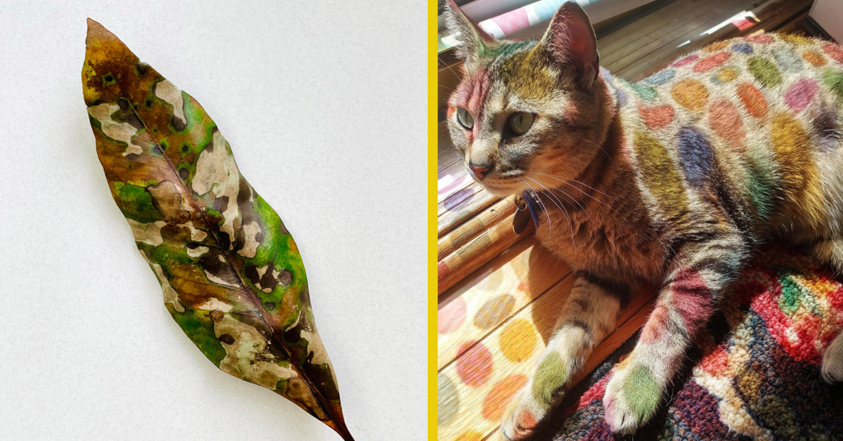 35 odd & interesting things spotted in the wild