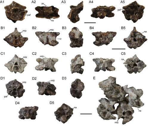 Scientists discovered a fossil showing that anacondas kept a massive ...