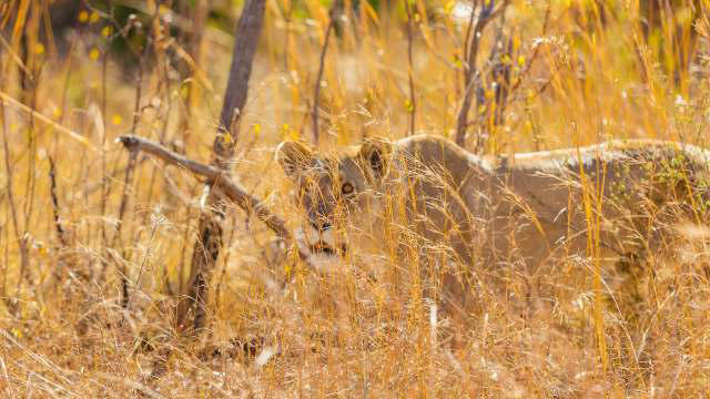 Black market demand explodes for lion fur, teeth and bones. Will the ...