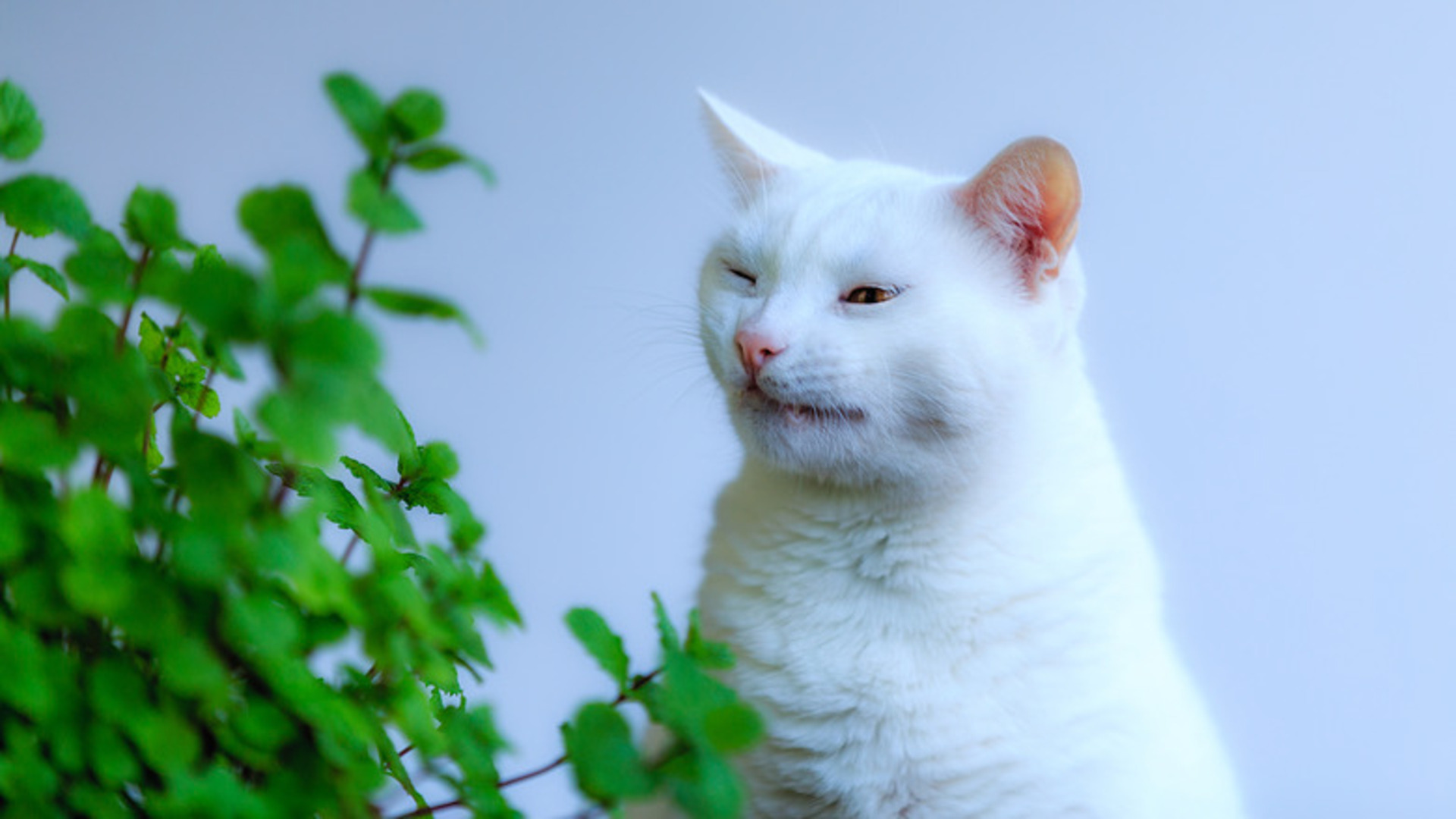 Smells cats absolutely hate that you should avoid