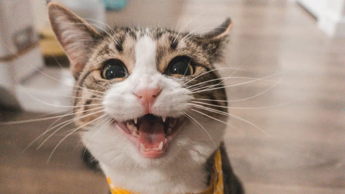 My vet told me why you should never put a collar on a cat