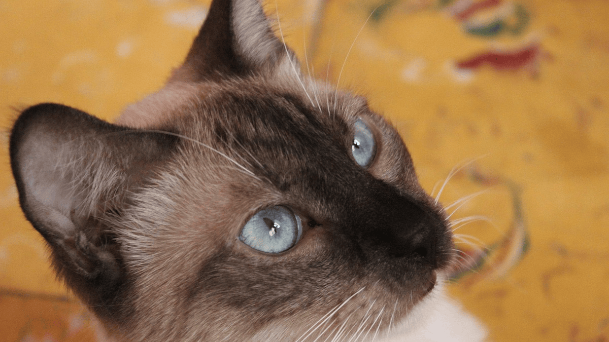 We've found 11 unique things that define Siamese cats