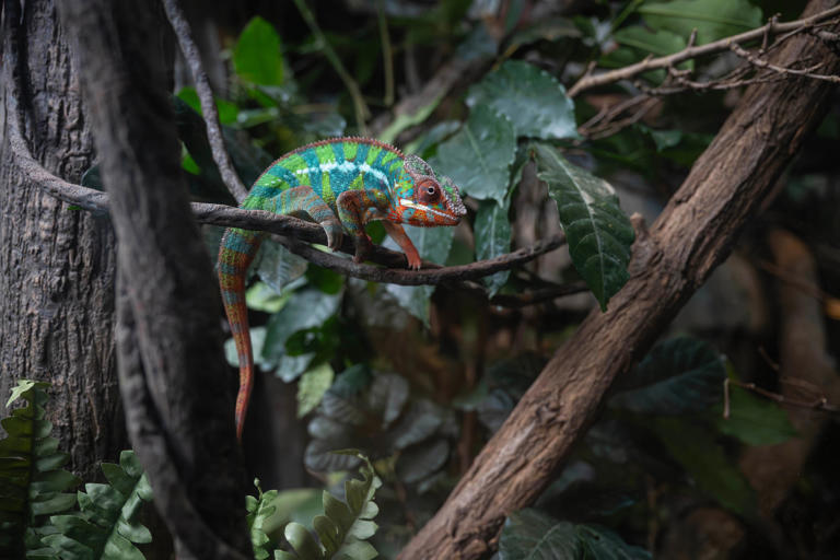 Here are the new baby animals at the Bronx Zoo this spring