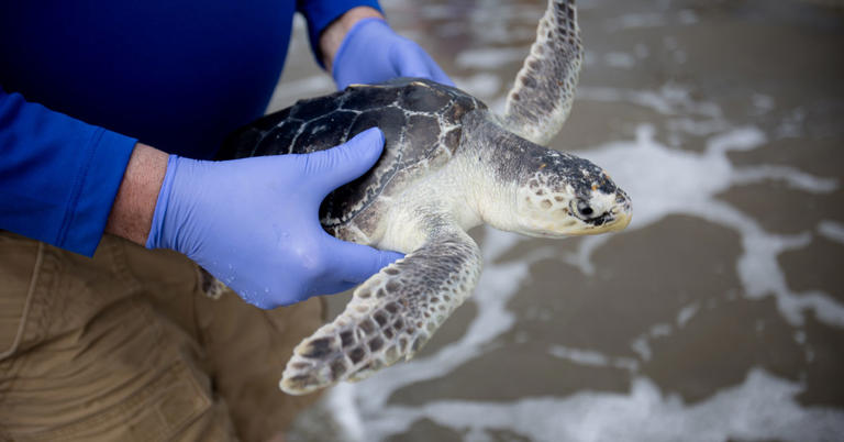 Georgia just made history with the state's largest-ever release of ...