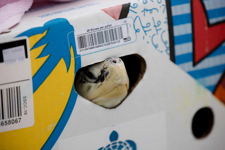 Georgia just made history with the state's largest-ever release of ...