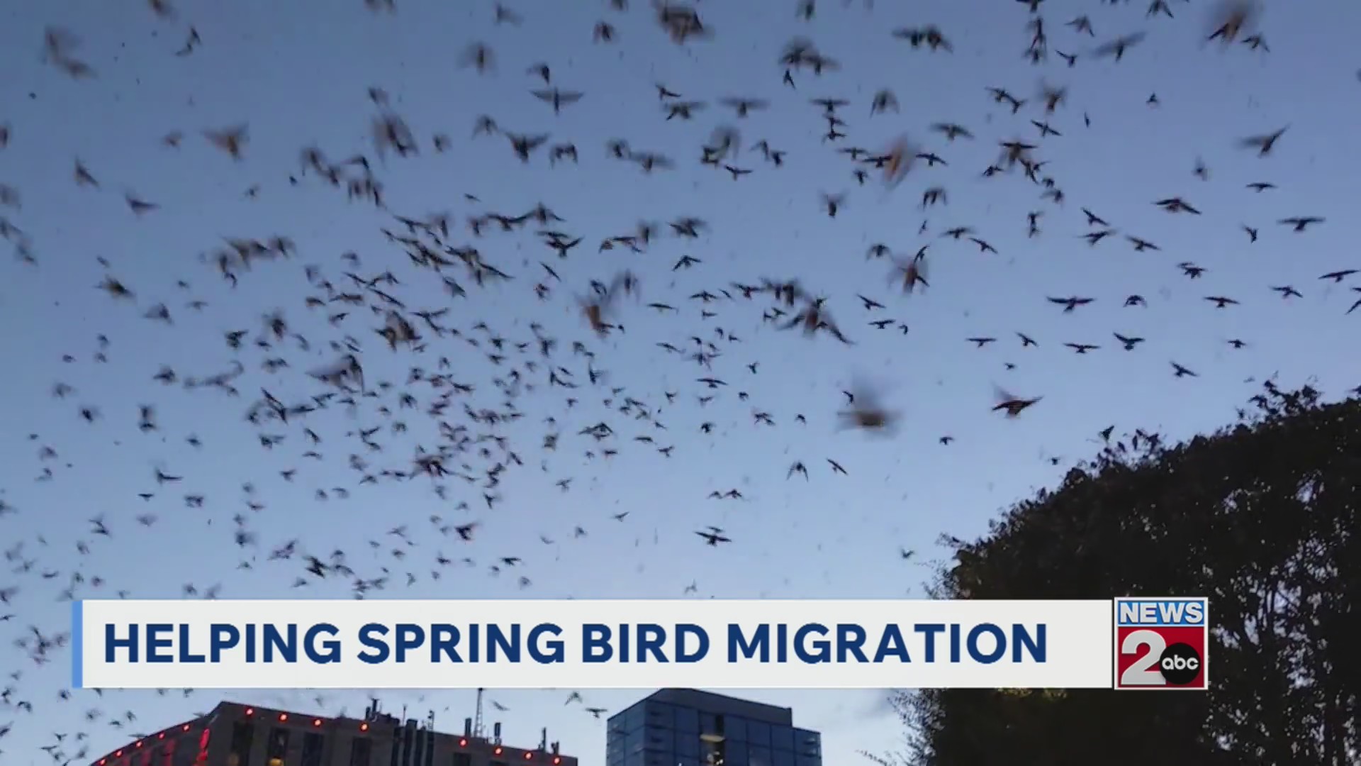 Nashville Zoo shares tips for helping with spring bird migration