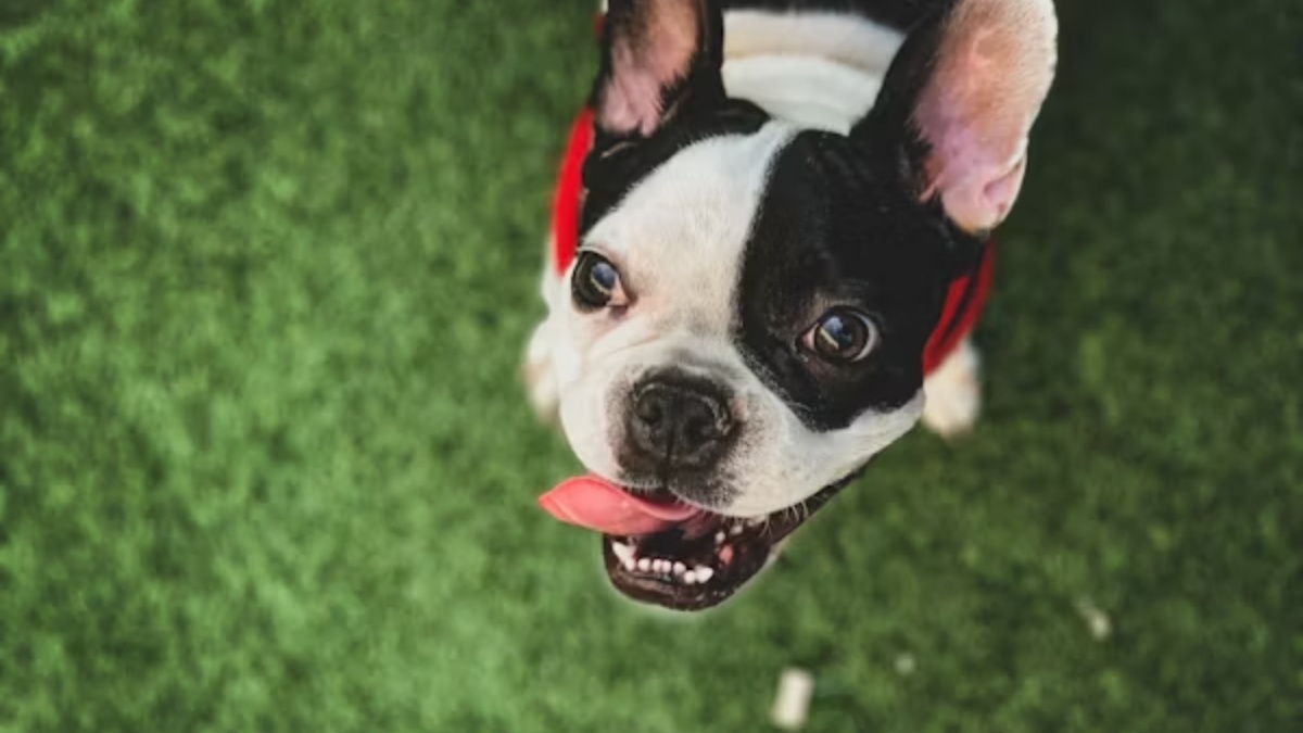 Would you ever clone your pet? 8 shocking facts you didnt know