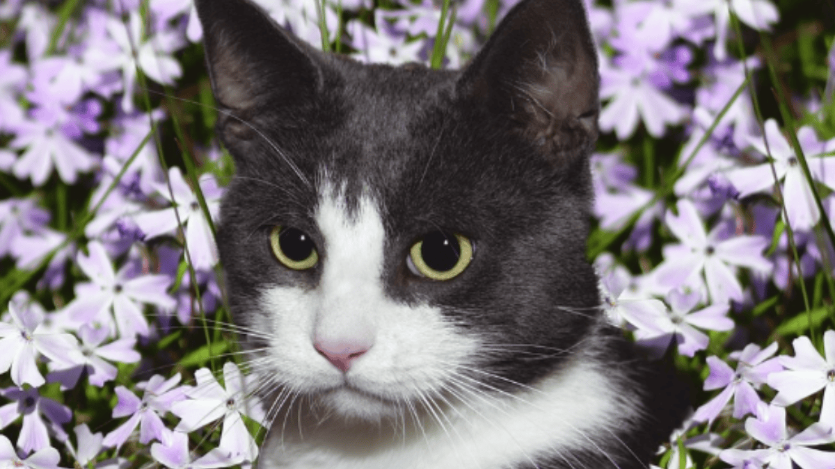 The innocent-looking flower in your garden that's actually toxic to ...