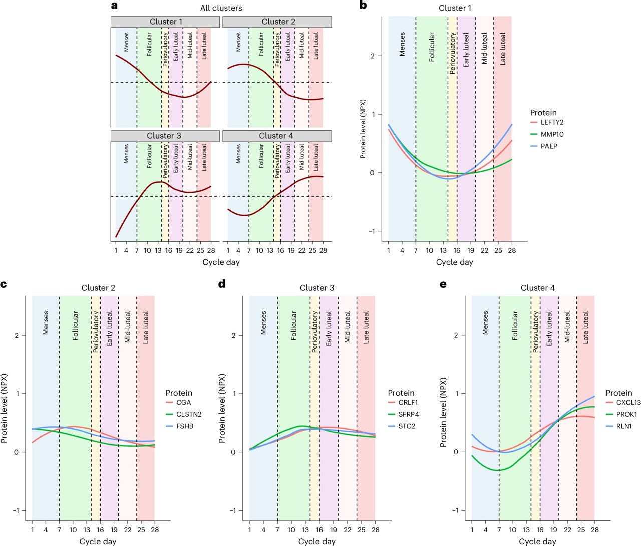 Menstrual cycle reshapes nearly 200 blood proteins, offering a broader ...