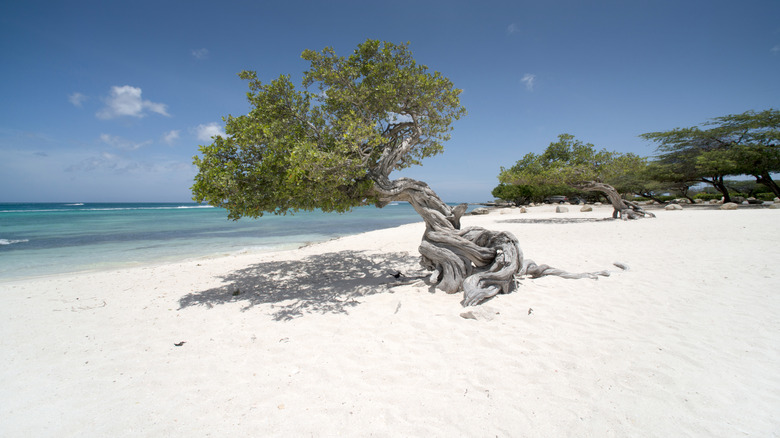 The ultimate guide for planning the perfect trip to Aruba