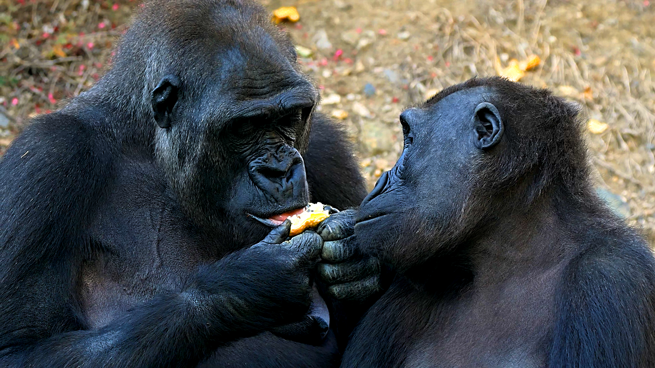 I captured a true moment of love between two gorillas on camera