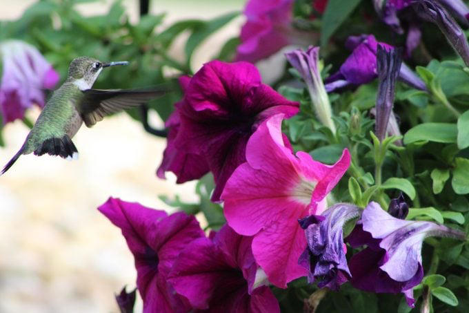 The ultimate petunia flower growing guide