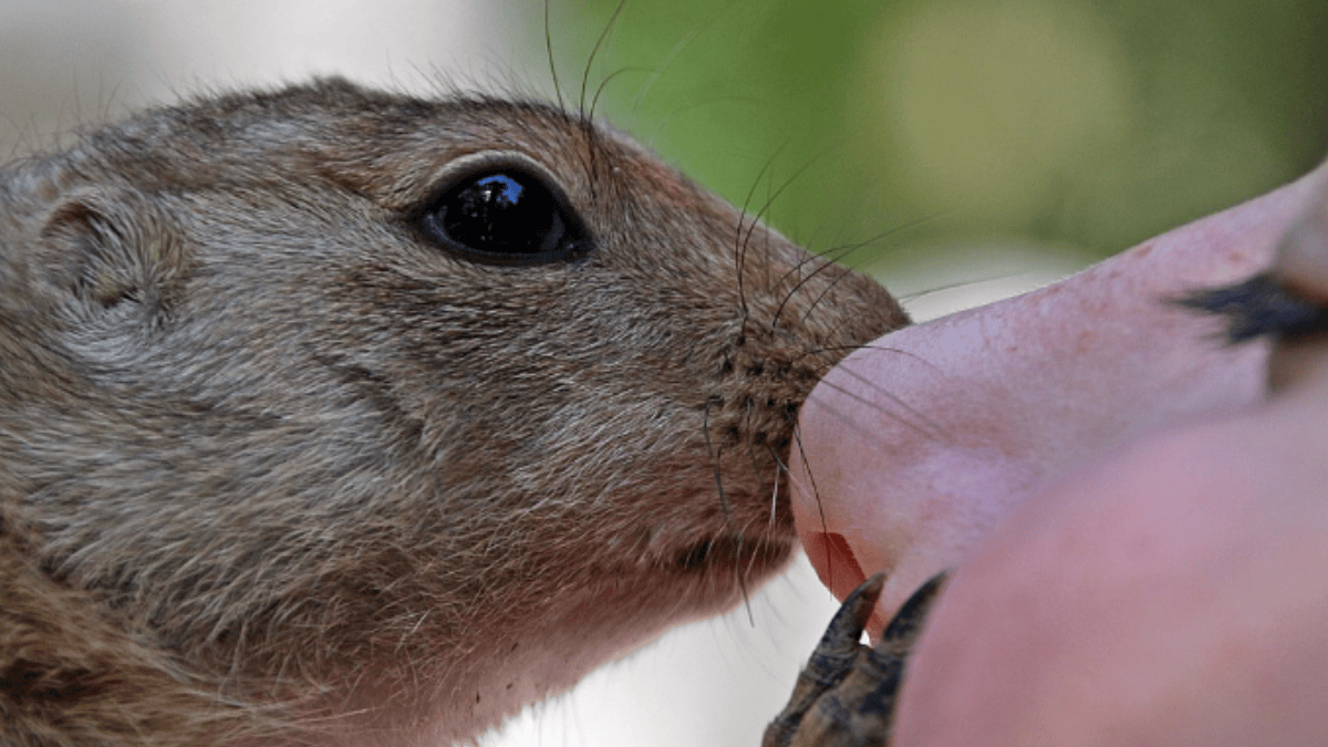 The final lesson: What our pets teach us about letting go gracefully