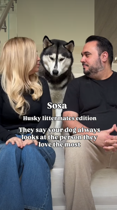 Huskies will humble you in the best way