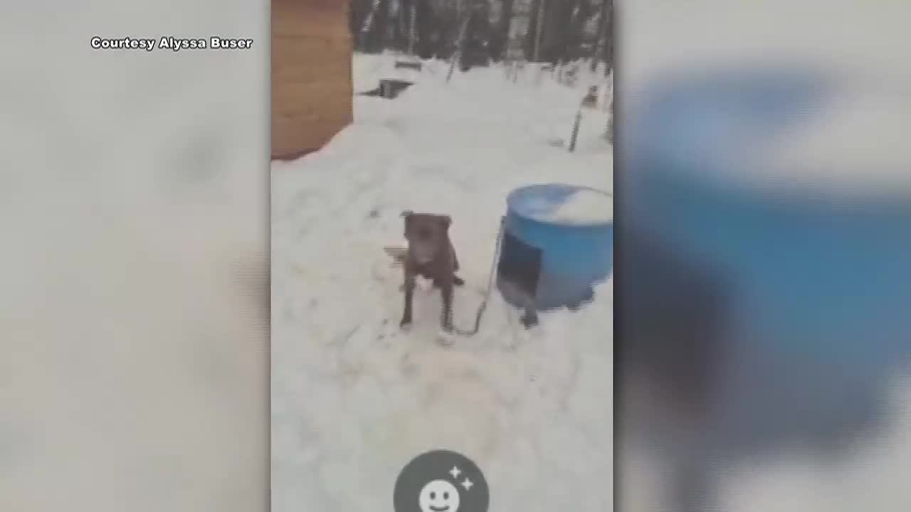 25 dead dogs found in Mat-Su residence, triggering animal cruelty probe