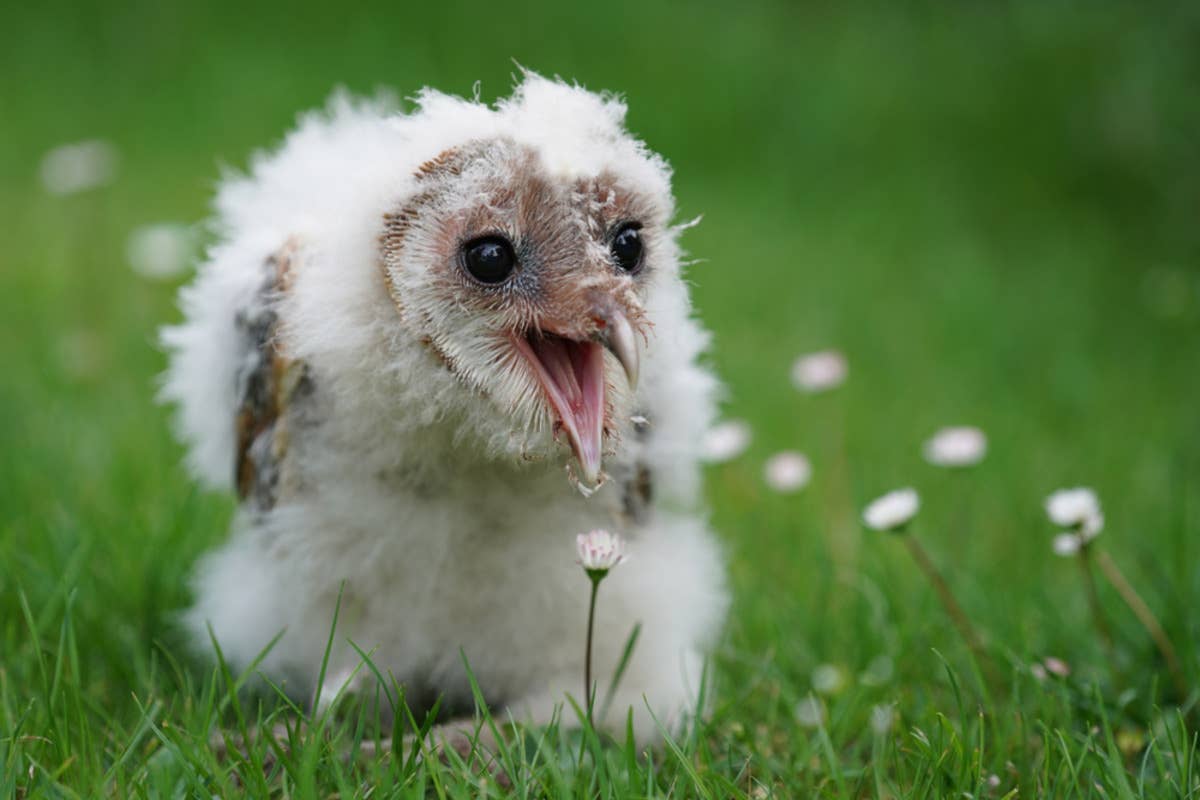 See the surprising size difference between two spectacled owls just 6 ...