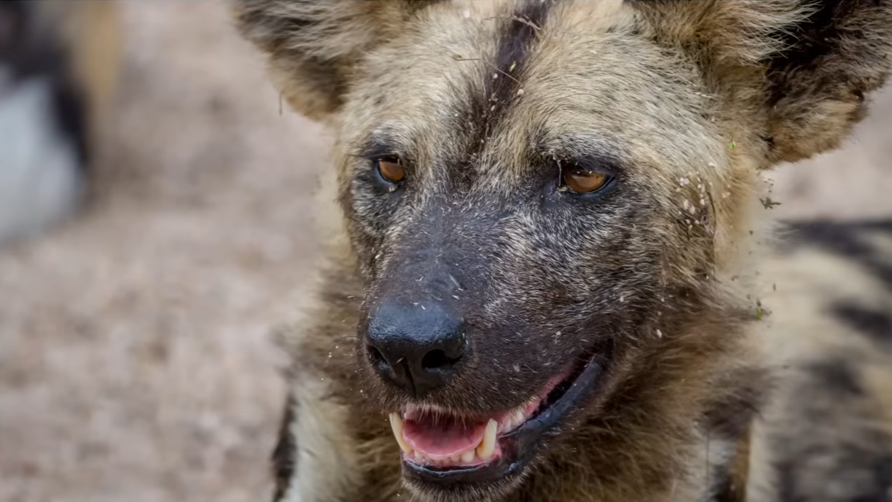 Wild dogs kill a boy after fall at Pittsburgh Zoo